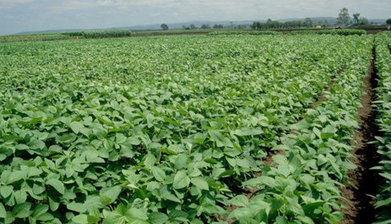 Biološke specifičnosti soje | Europlantaže Brođanci